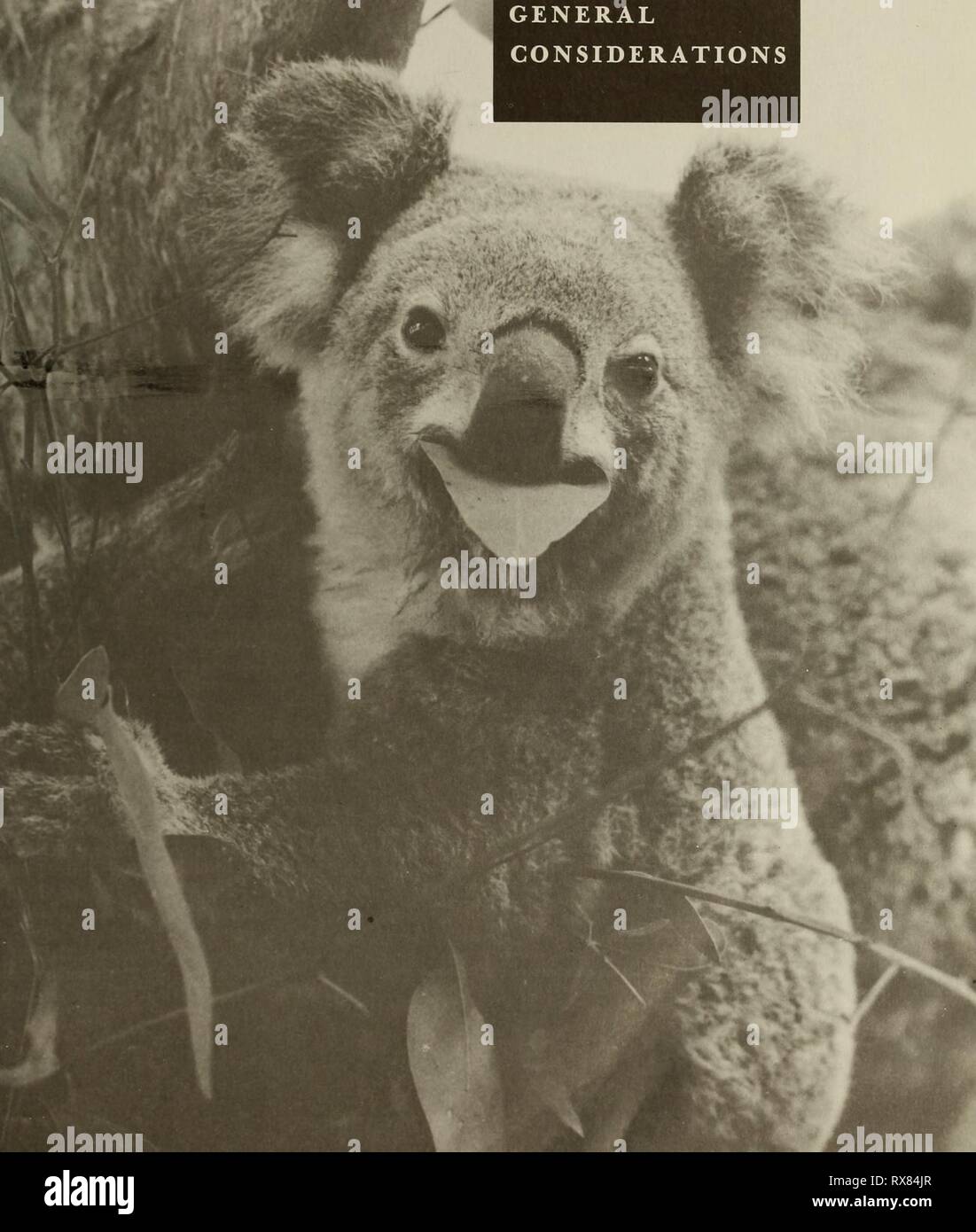 The Ecology of arboreal folivores Stock Photo - Alamy