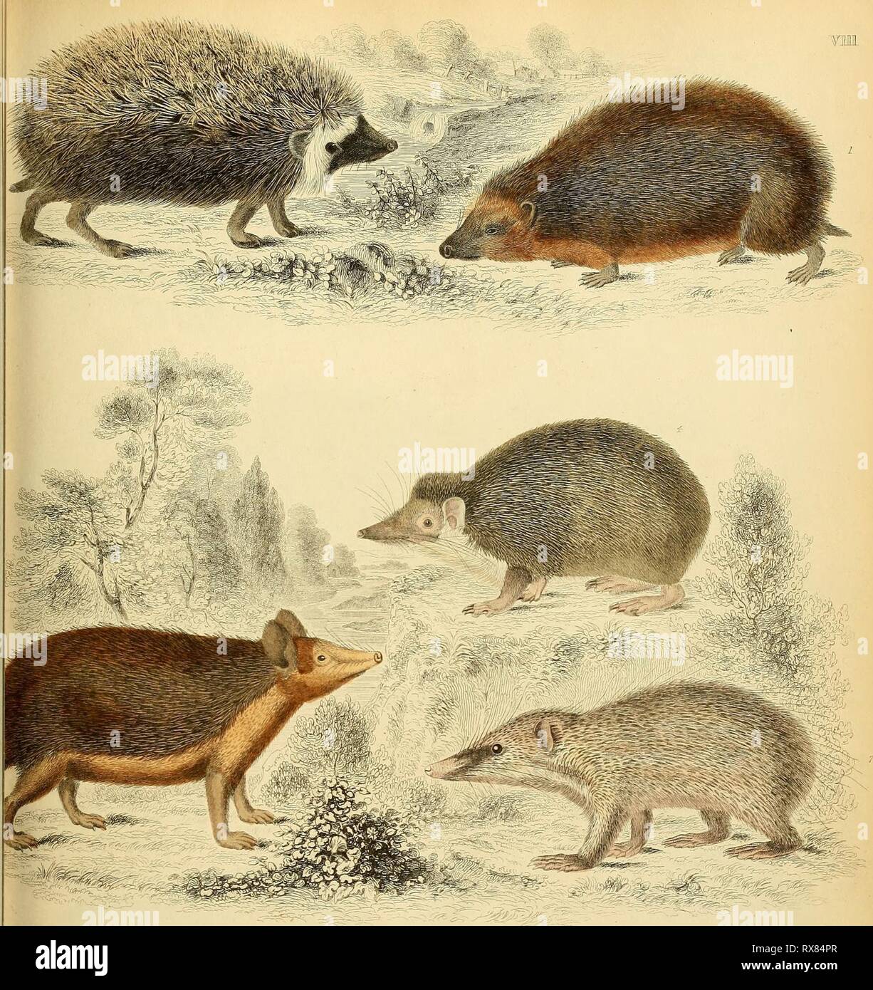 Edinburgh journal of natural history Edinburgh journal of natural ...