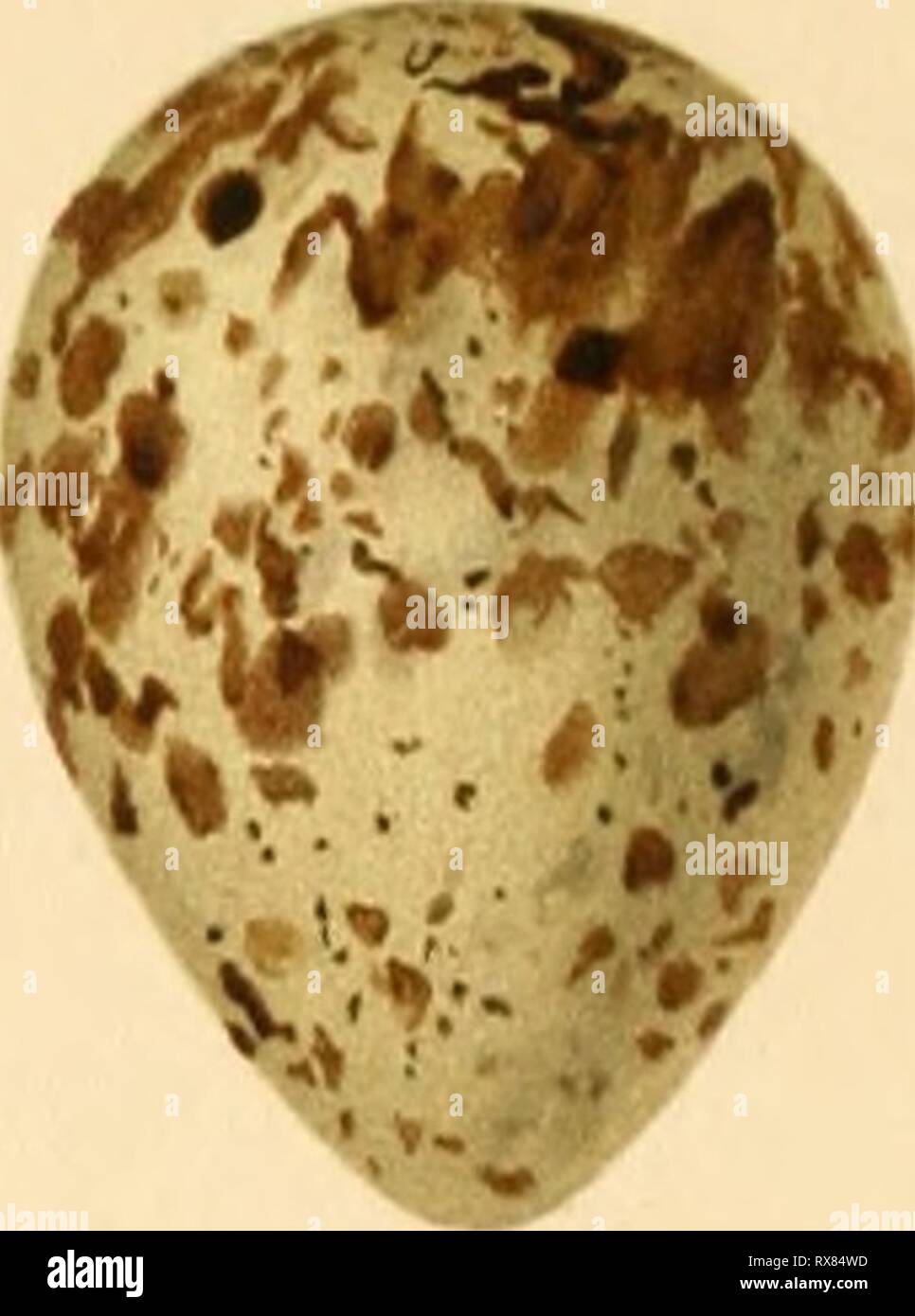 Eggs of British birds, with Stock Photo - Alamy