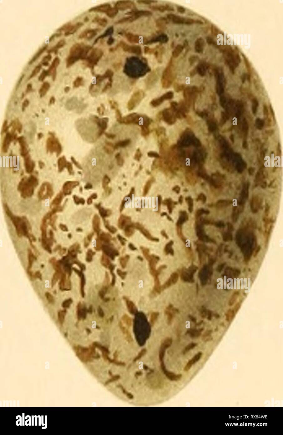 Eggs of British birds, with Stock Photo - Alamy