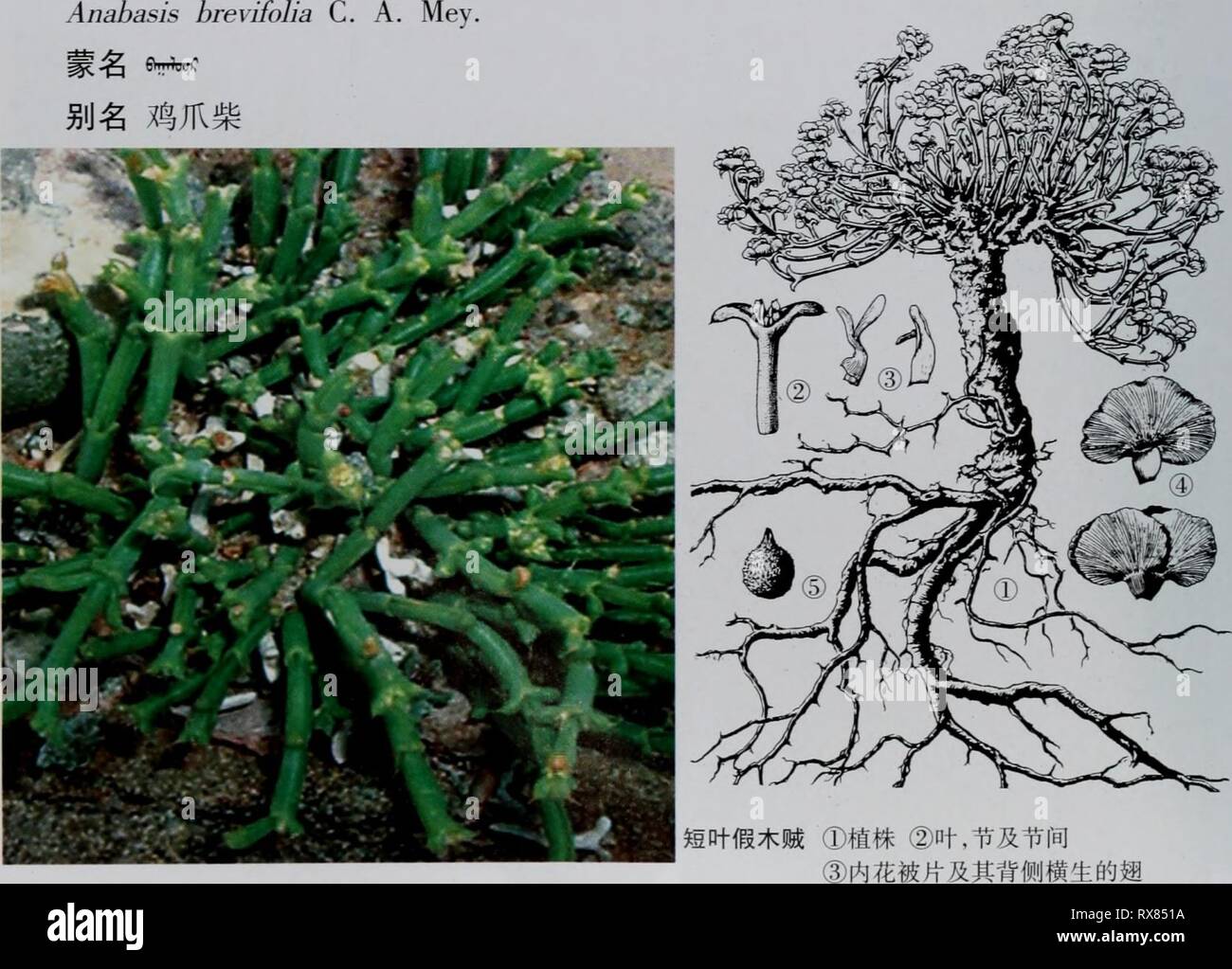 e er duo si zhi Stock Photo - Alamy