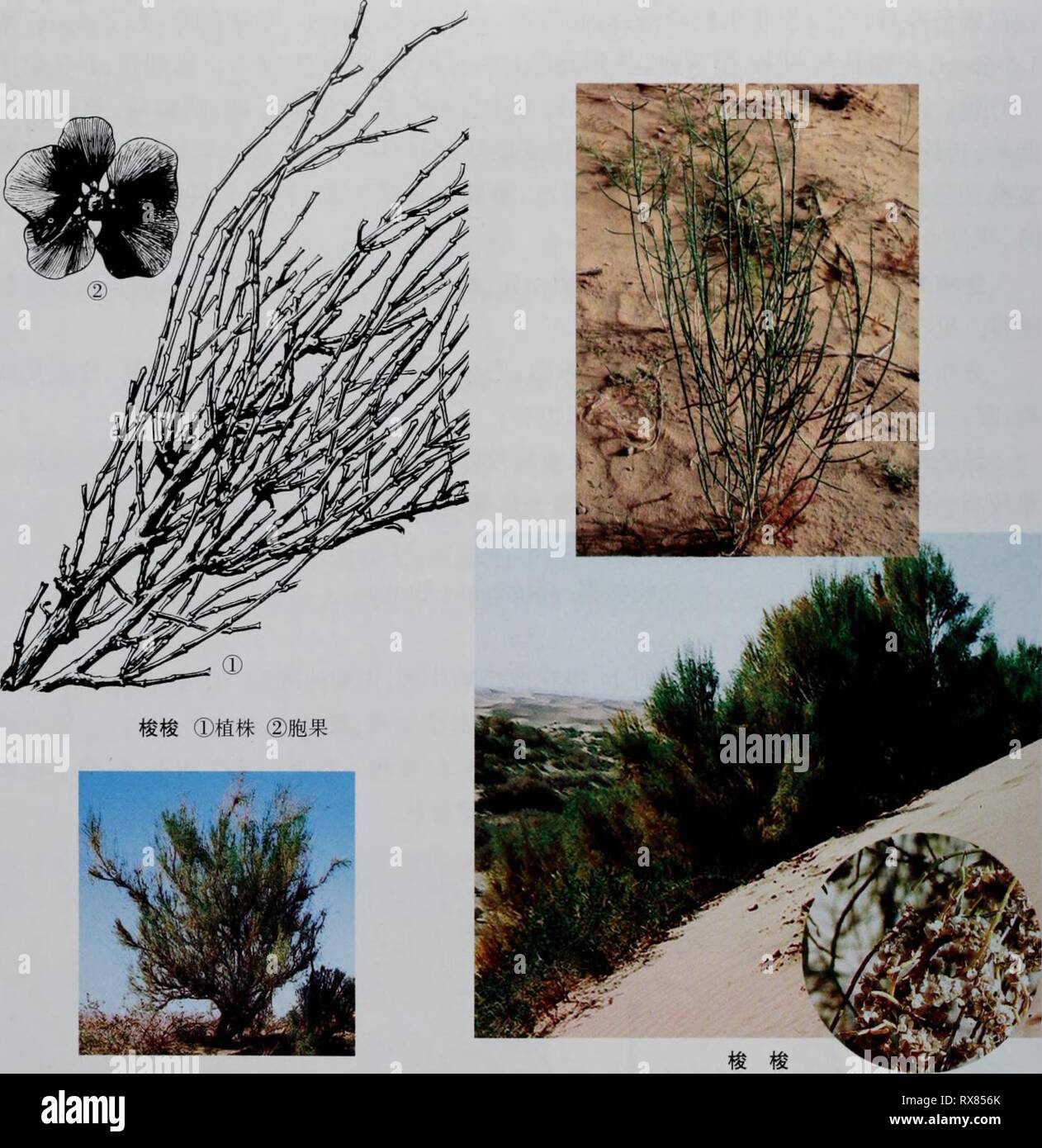 e er duo si zhi Stock Photo - Alamy