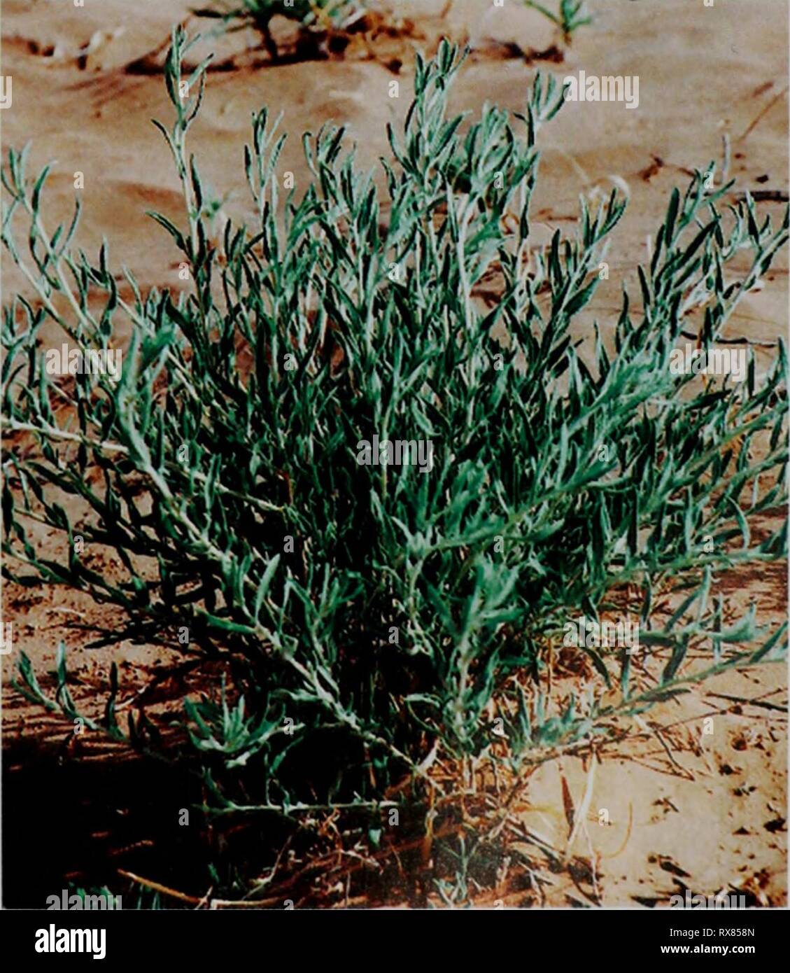 e er duo si zhi Stock Photo - Alamy