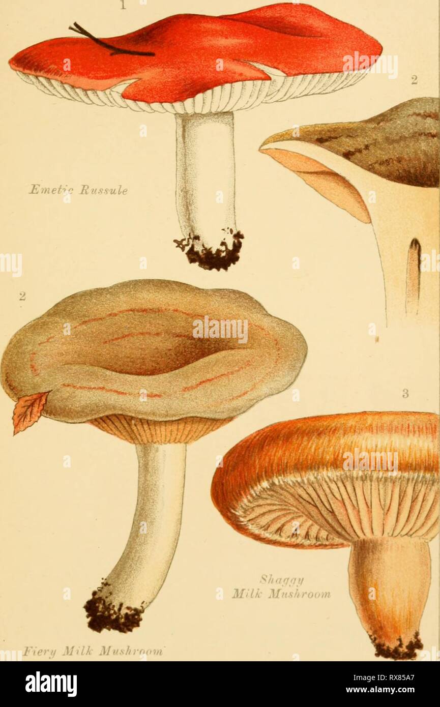 Edible and poisonous mushrooms what Edible and poisonous mushrooms ...