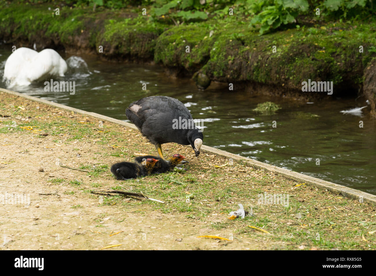 Eurasian water coot mother with two chicks fouraging Stock Photo - Alamy