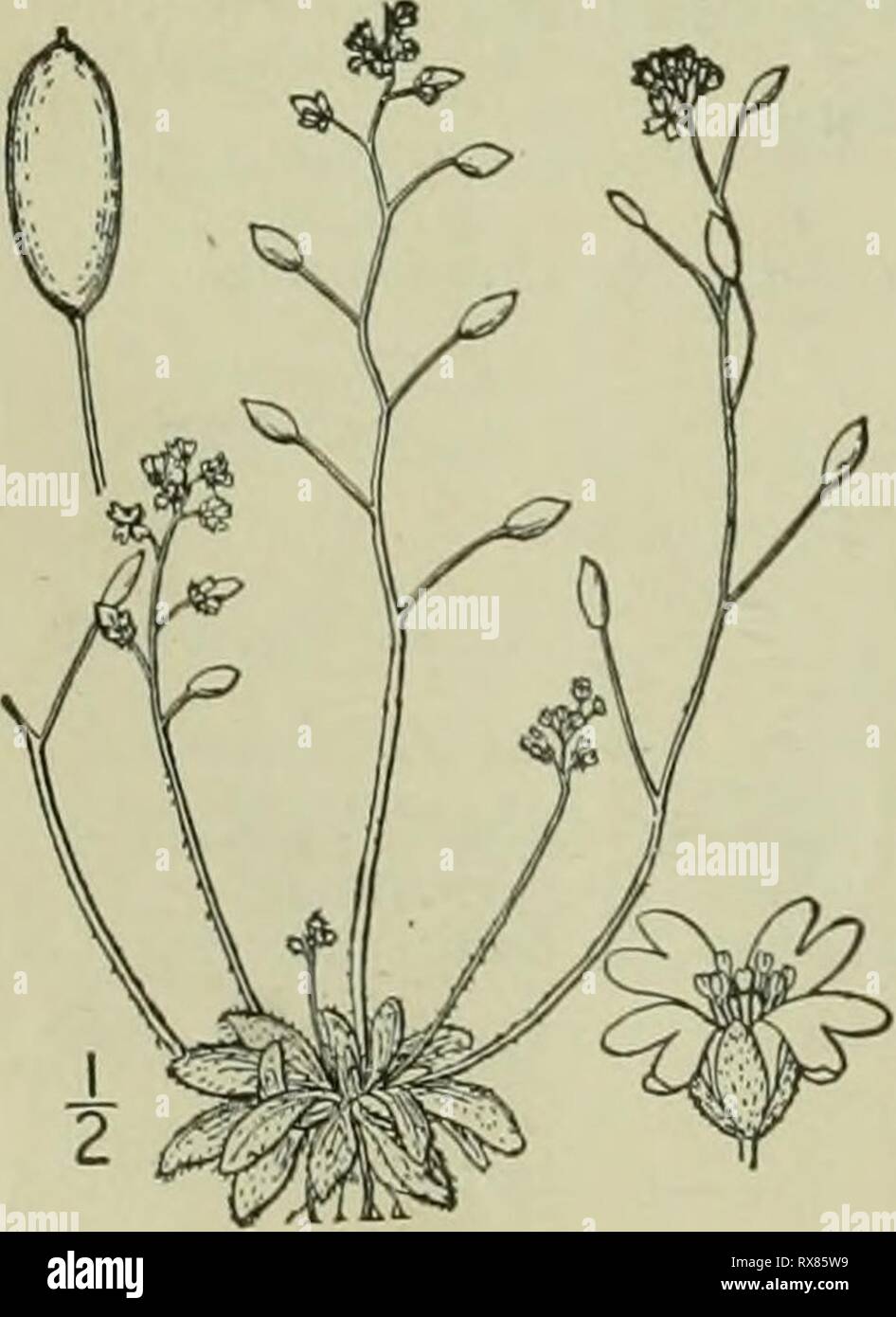 Conduplicate hi-res stock photography and images - Alamy