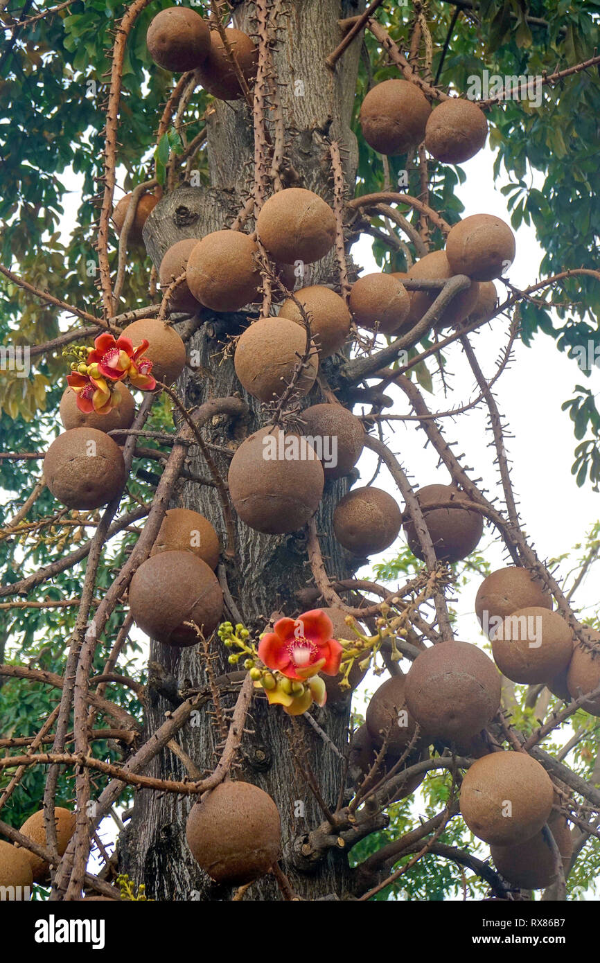 Pushpa tree hi-res stock photography and images - Alamy