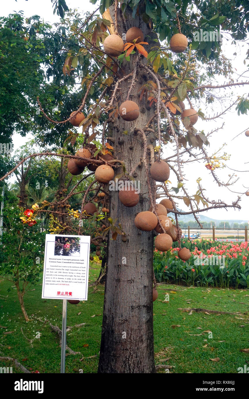 Pushpa tree hi-res stock photography and images - Alamy