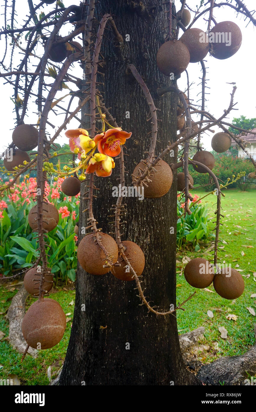 Kailashpati tree hi-res stock photography and images - Alamy