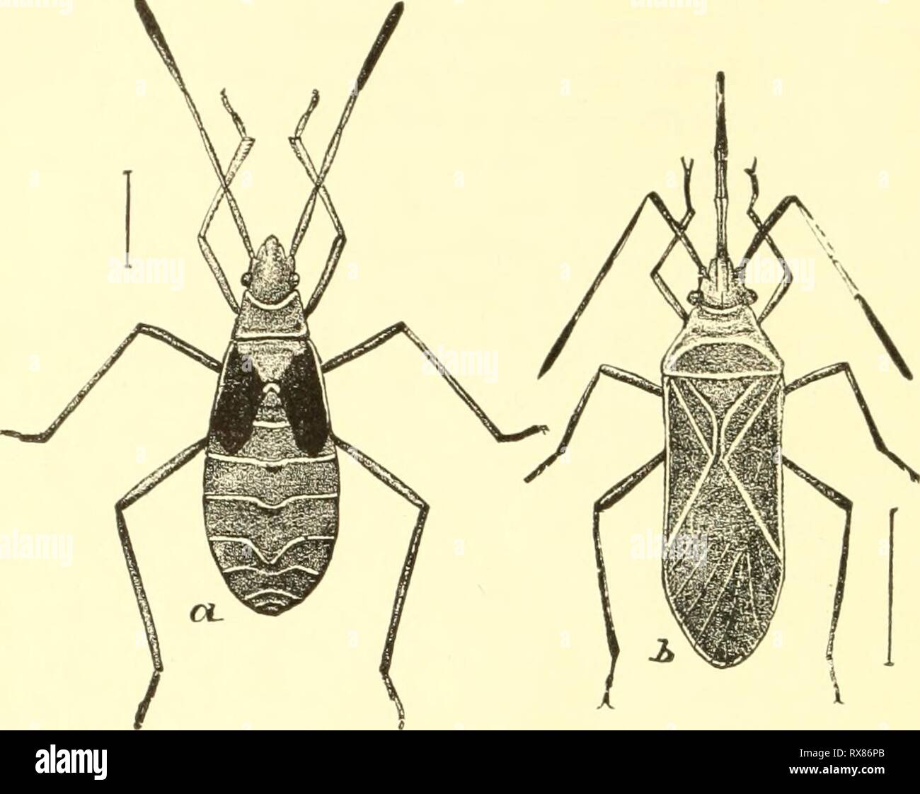 Economic entomology for the farmer Stock Photo - Alamy