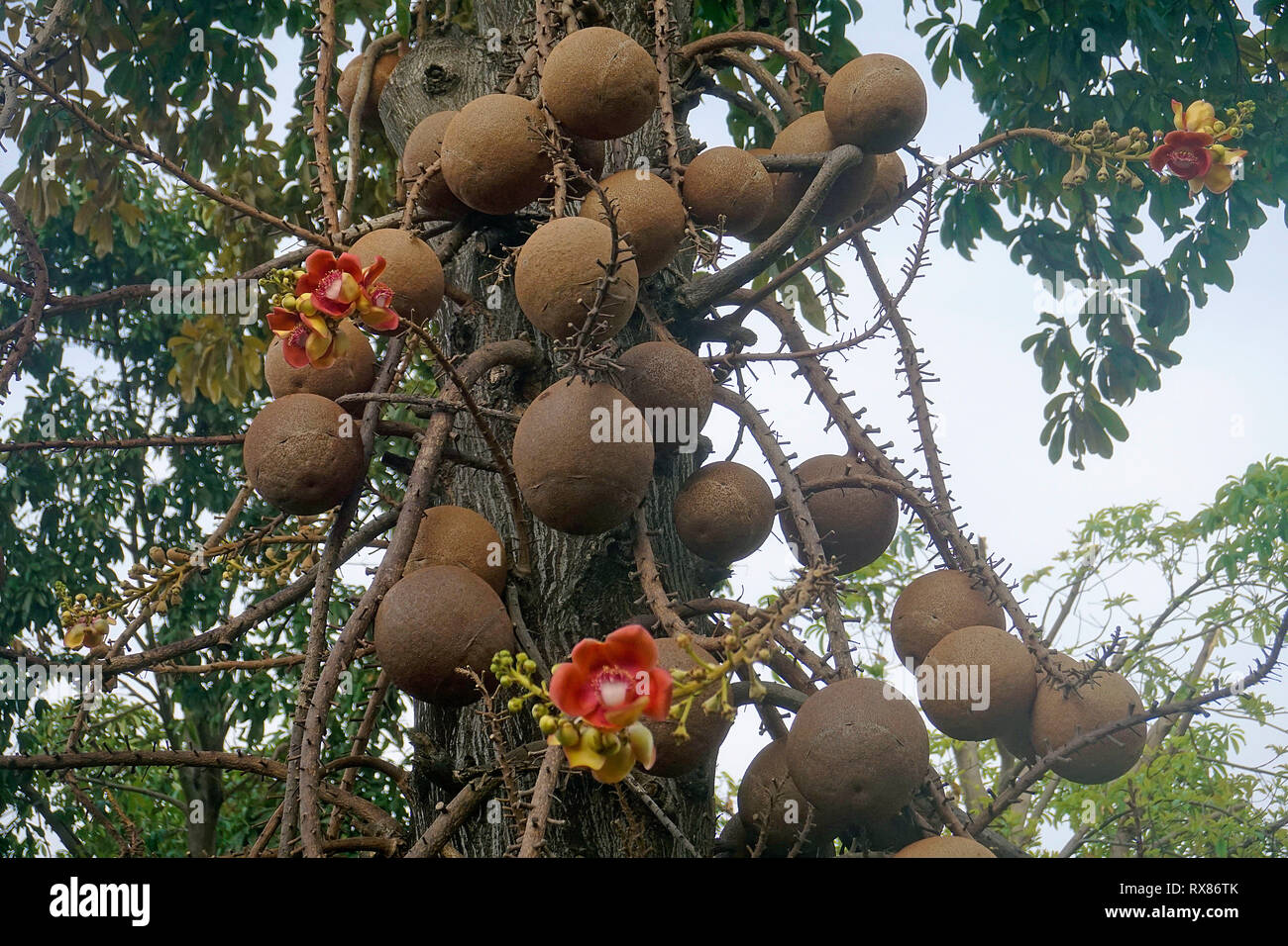 Pushpa tree hi-res stock photography and images - Alamy