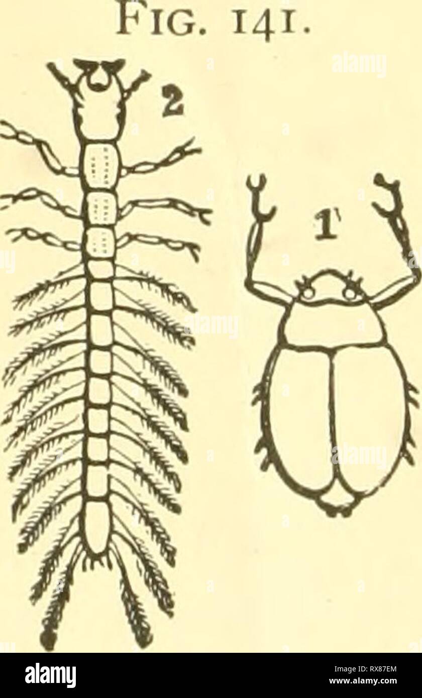 Economic entomology for the farmer Economic entomology for the farmer ...
