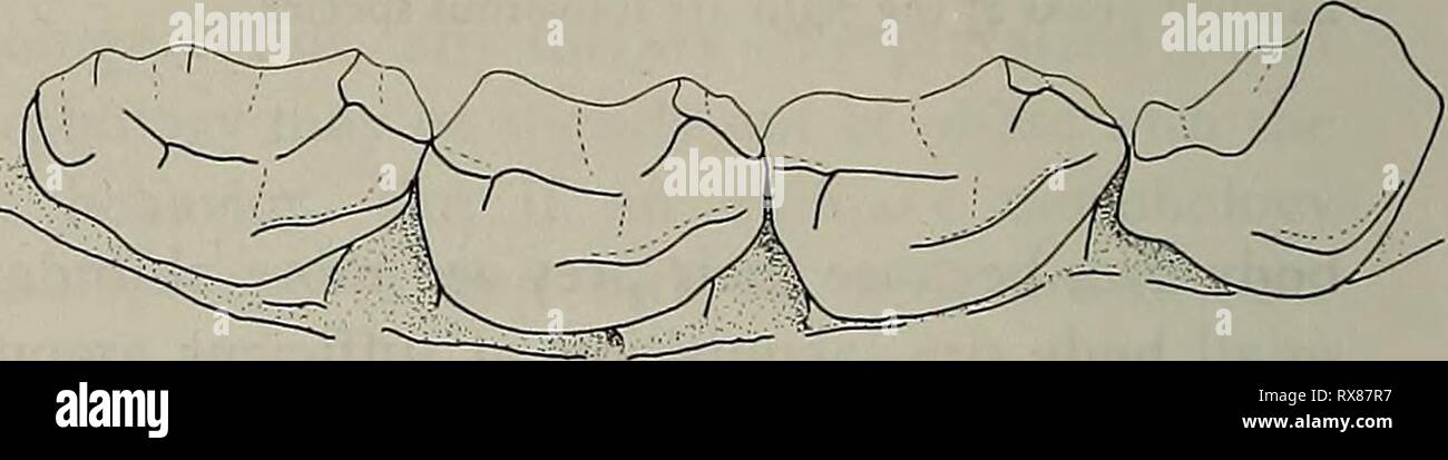 The Ecology of arboreal folivores Stock Photo - Alamy