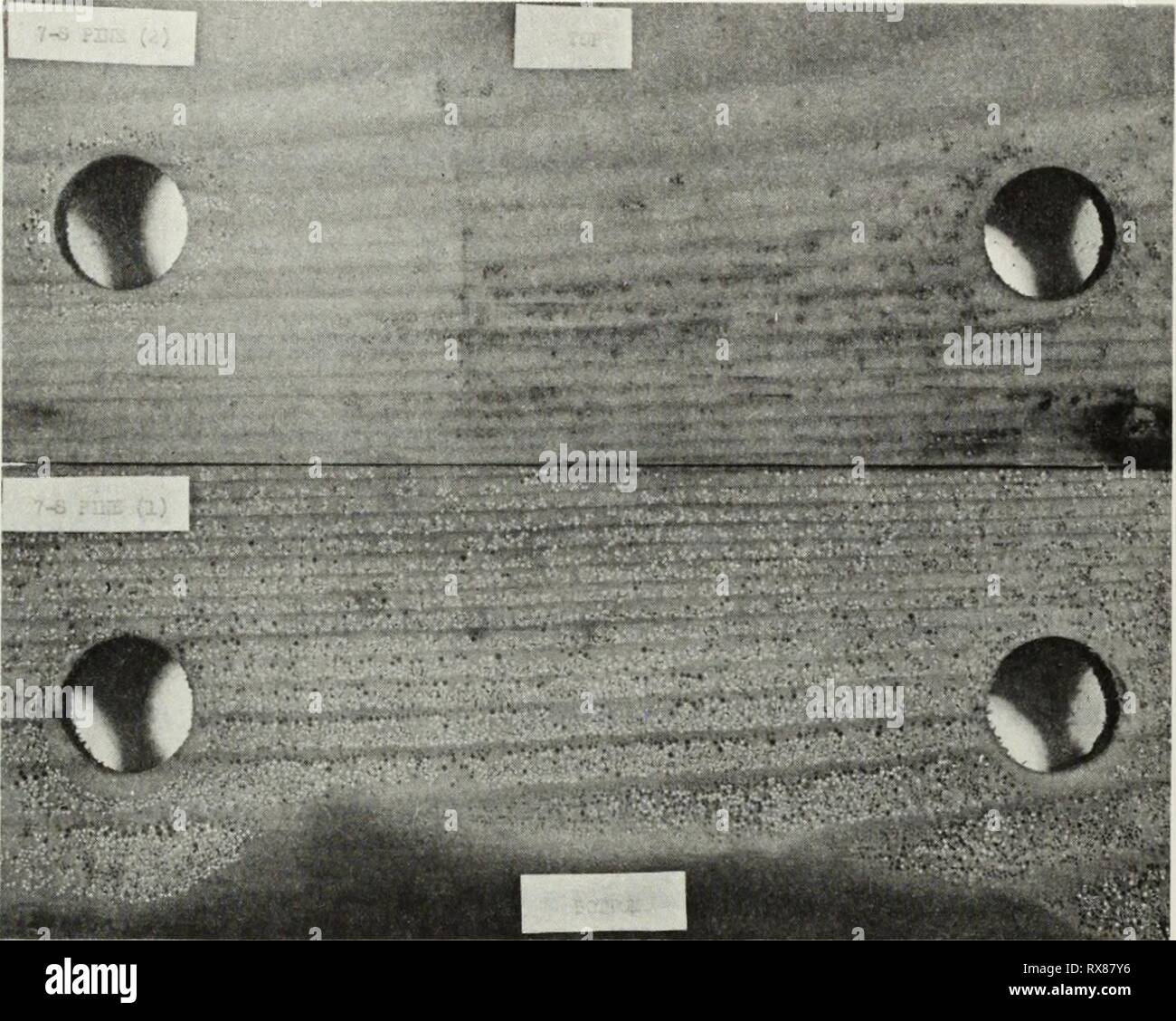Ecological aspects of two wood-boring Ecological aspects of two wood ...