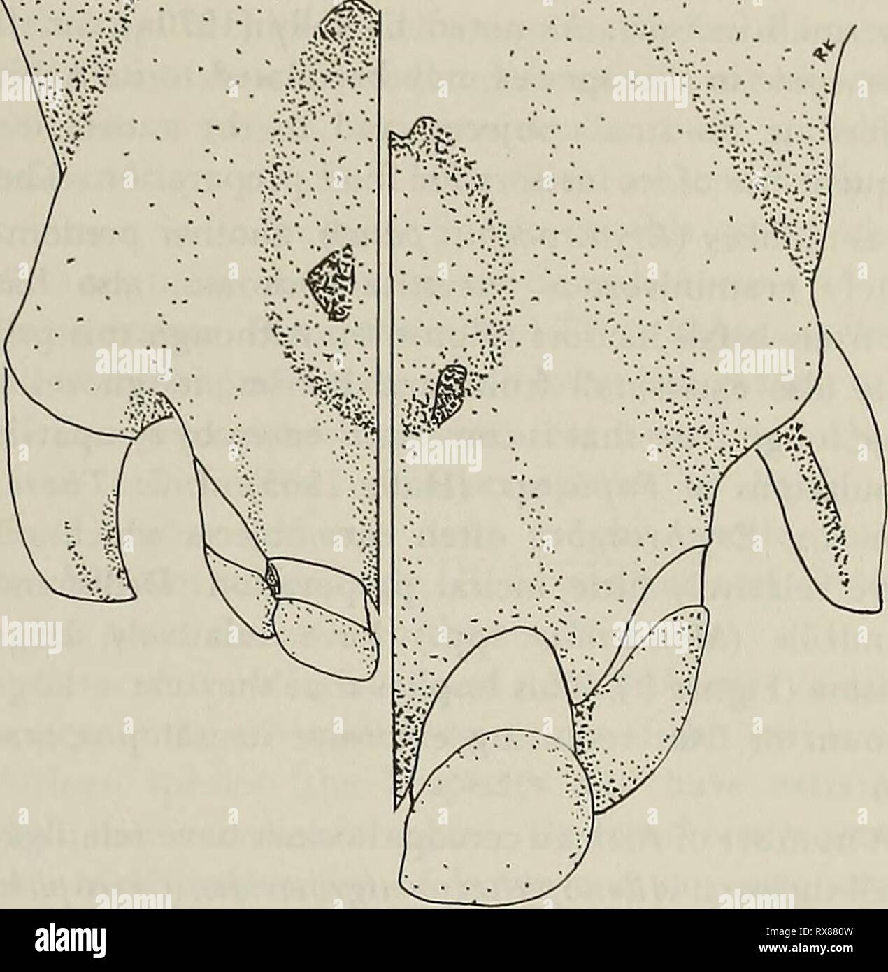 The Ecology of arboreal folivores Stock Photo - Alamy