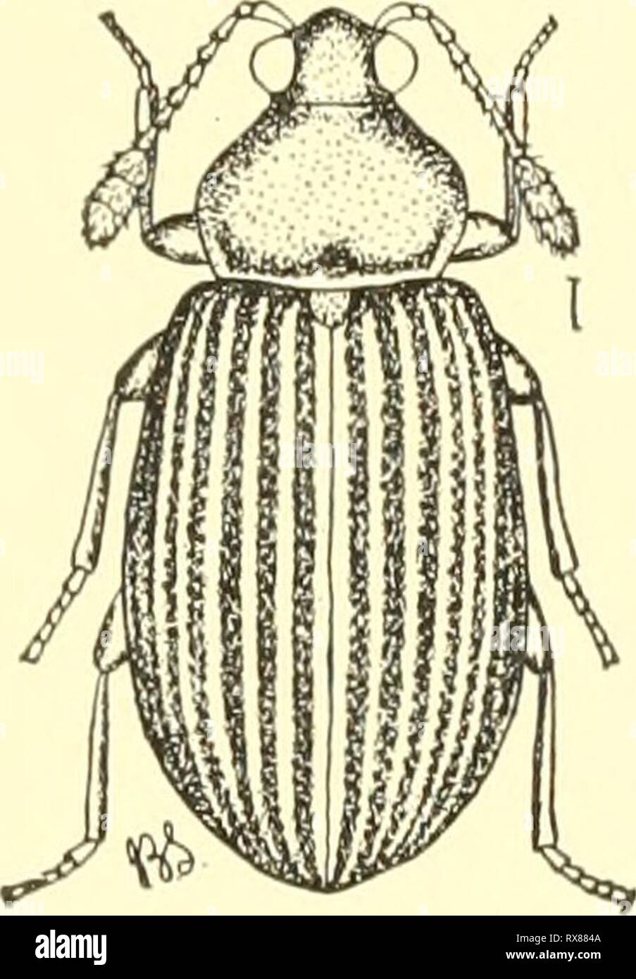 Economic entomology for the farmer Stock Photo - Alamy