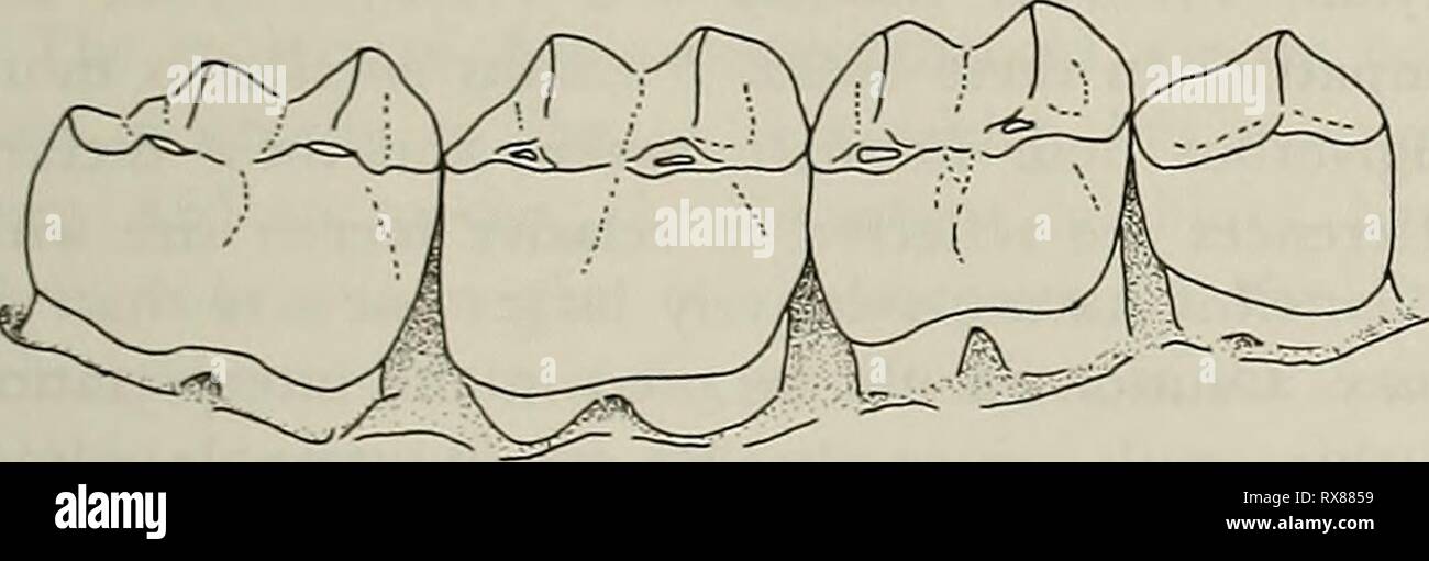 The Ecology of arboreal folivores Stock Photo - Alamy
