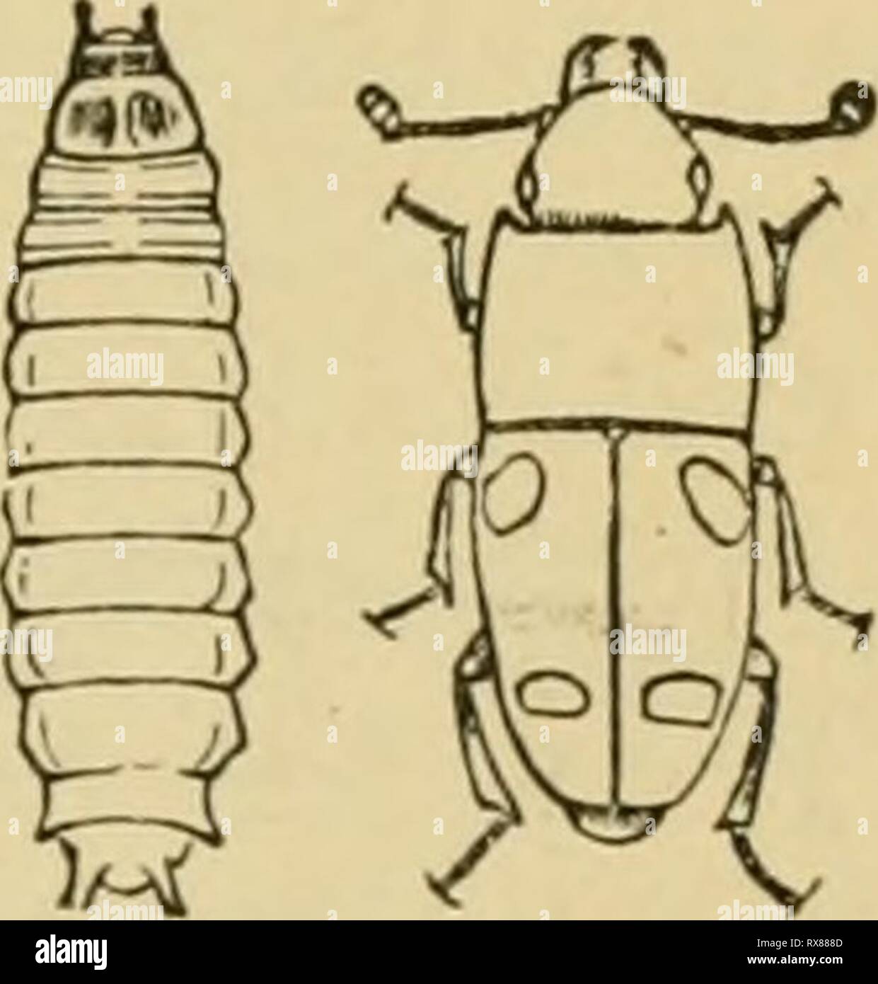 Hister beetles hi-res stock photography and images - Alamy