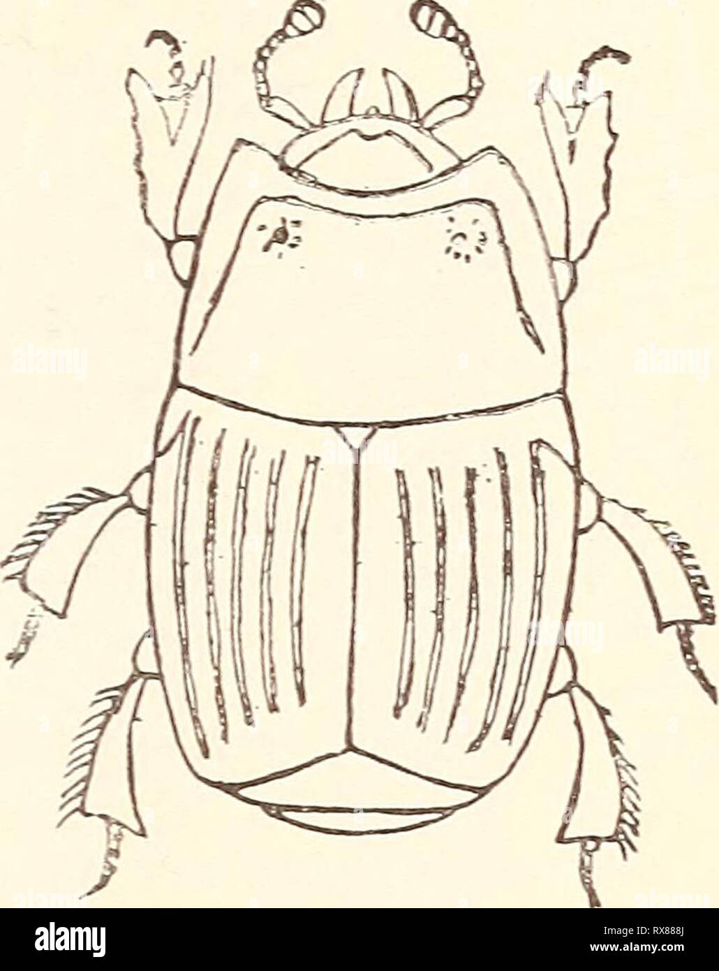 Digging beetles hi-res stock photography and images - Alamy