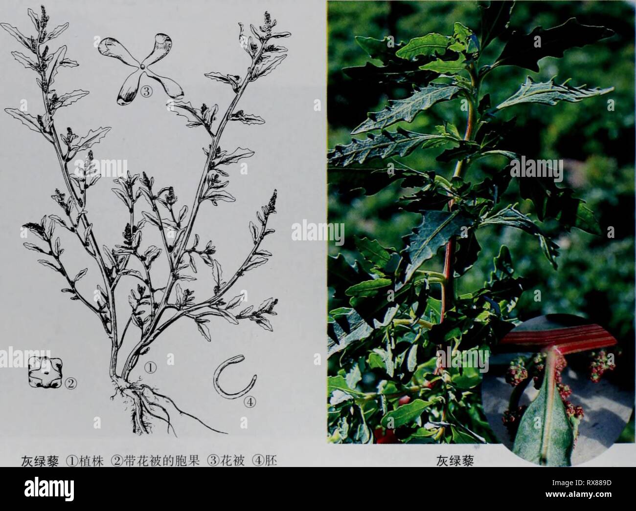 e er duo si zhi Stock Photo - Alamy