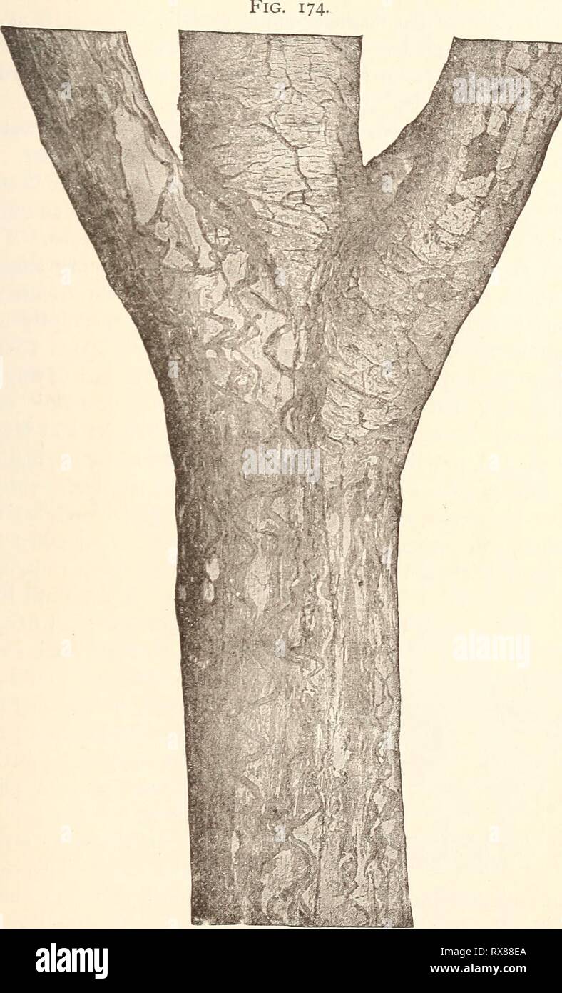 Sinuate hi-res stock photography and images - Alamy