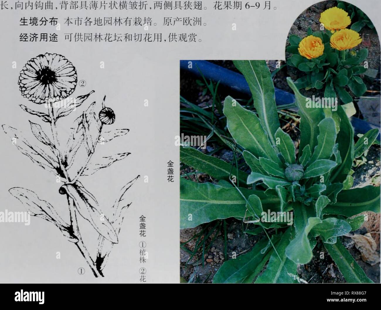 e er duo si zhi Stock Photo - Alamy