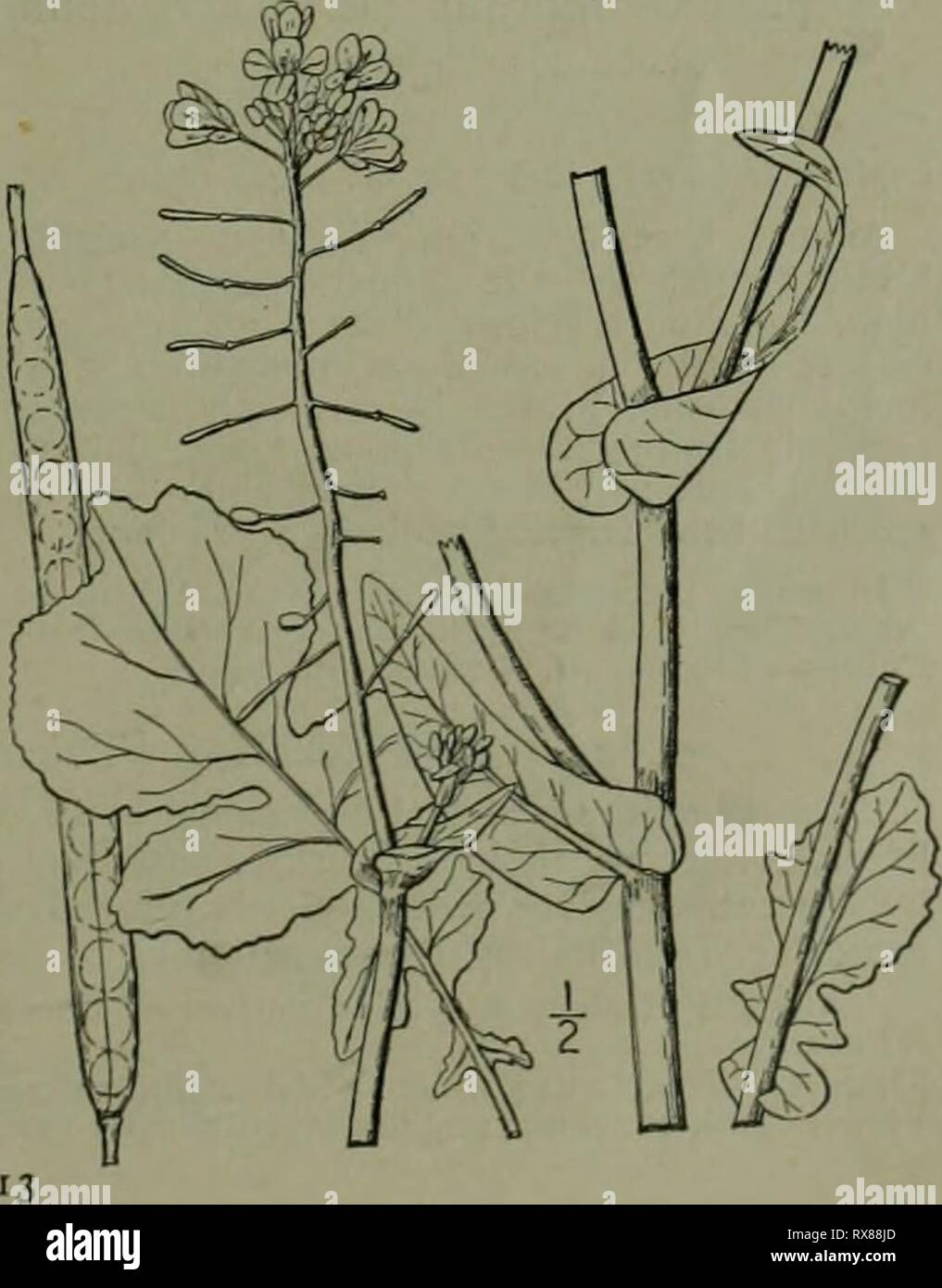 An illustrated flora of the An illustrated flora of the northern United ...