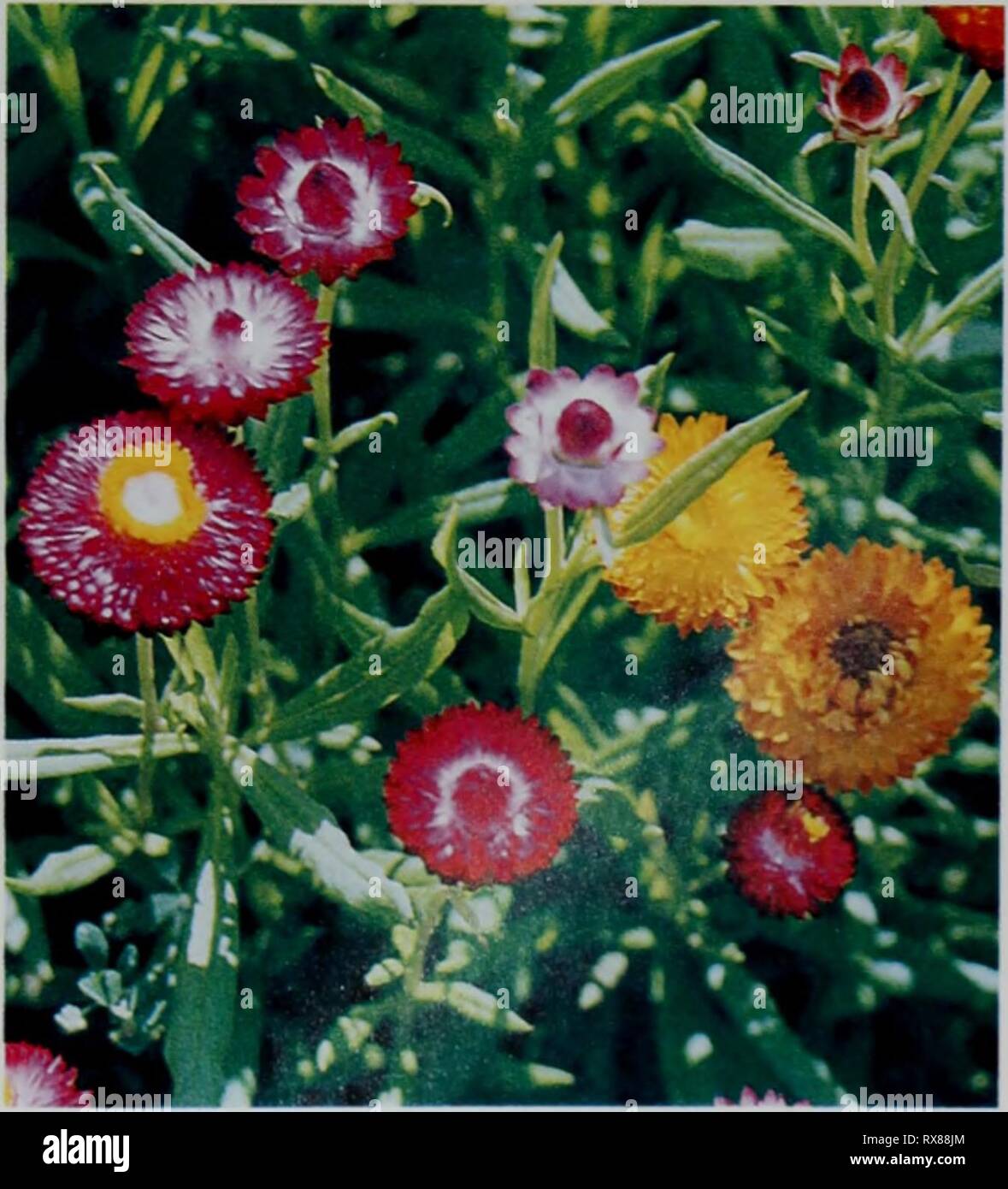 e er duo si zhi Stock Photo - Alamy