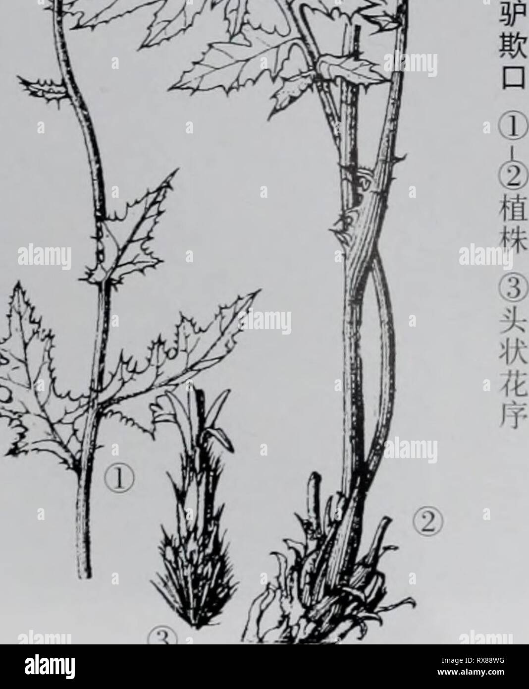 e er duo si zhi Stock Photo - Alamy