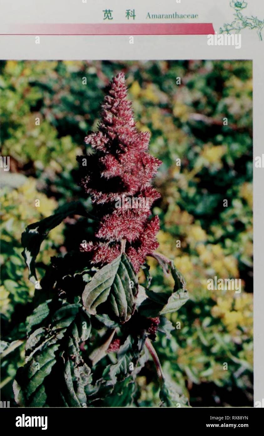 e er duo si zhi Stock Photo - Alamy