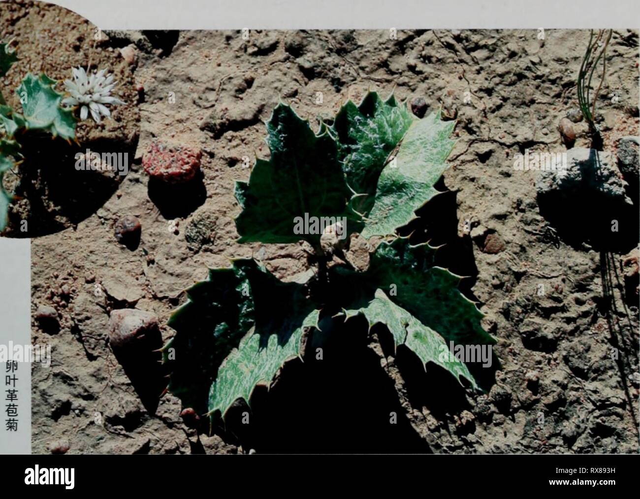 e er duo si zhi Stock Photo - Alamy