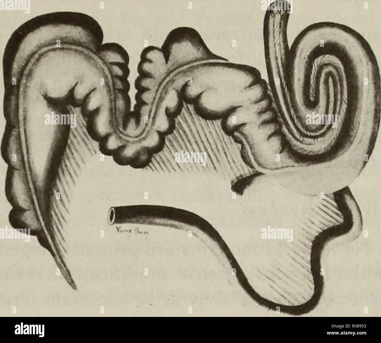 The Ecology of arboreal folivores Stock Photo - Alamy