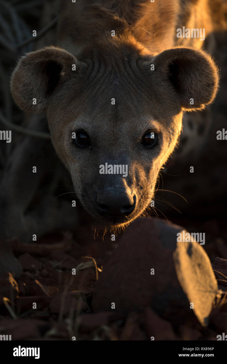 A Hyena lays in the sunset at Palmwag Concession, Kunene Region ...