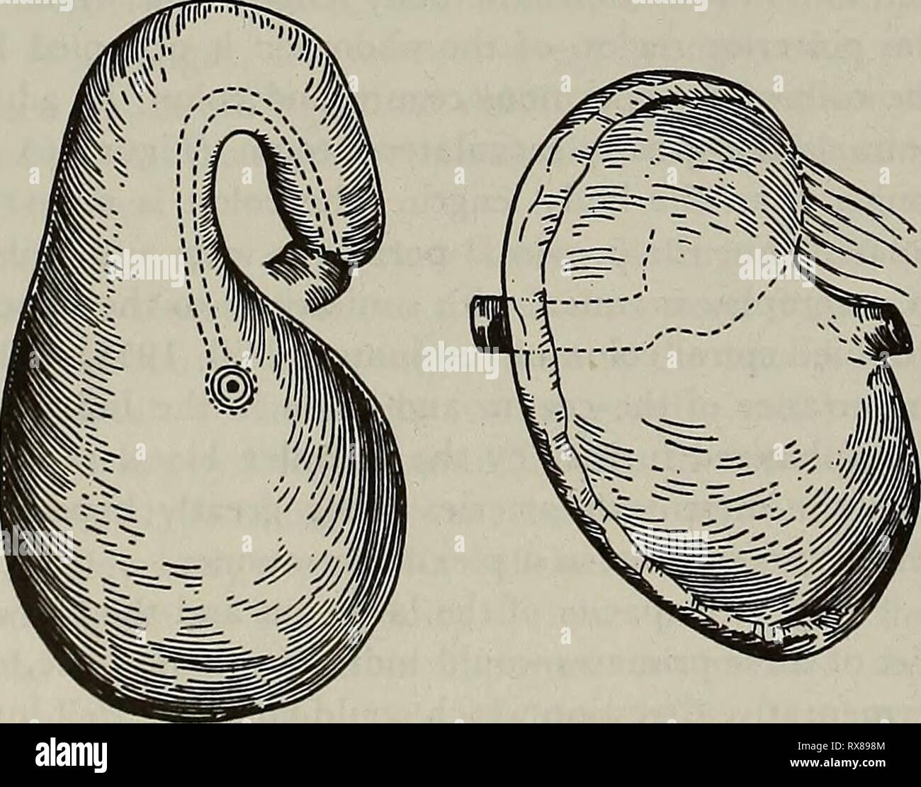 The Ecology of arboreal folivores Stock Photo - Alamy