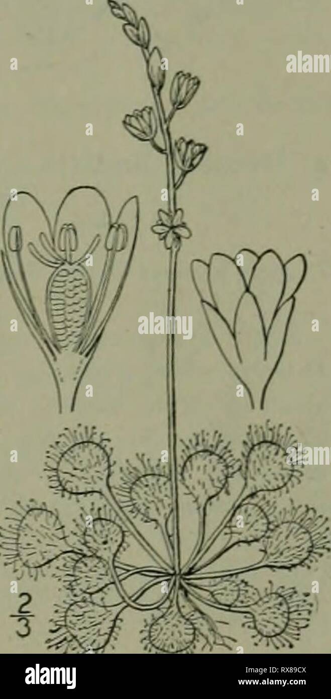 Drosera drawing hi-res stock photography and images - Alamy