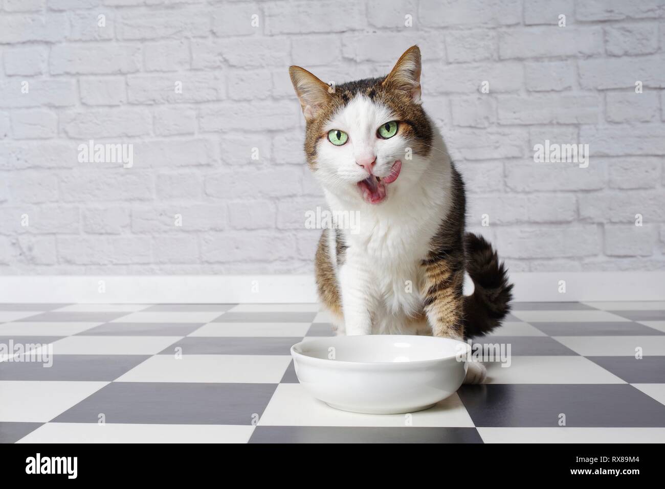 Funny tabby cat licking his face next to a food dish Stock Photo - Alamy