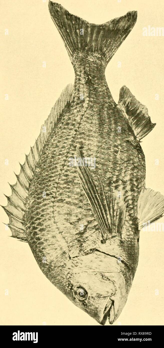 The edible fishes of New Stock Photo - Alamy