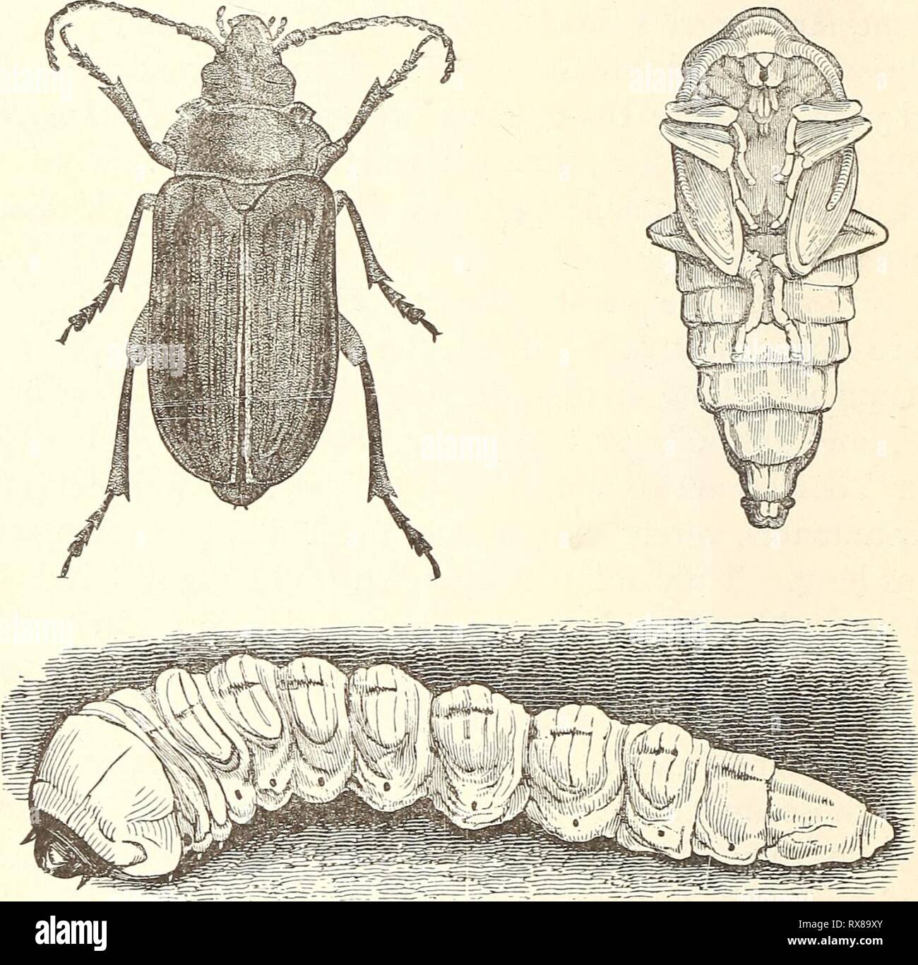 Giant root borer hi-res stock photography and images - Alamy