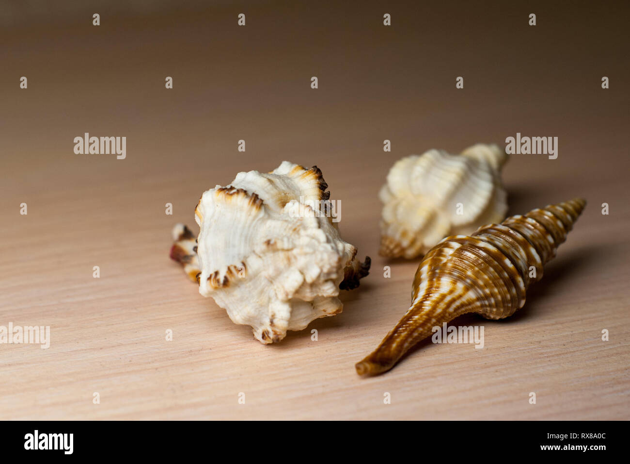Three clam shells High Resolution Stock Photography and Images - Alamy