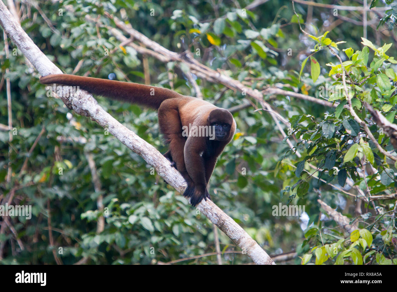 A brown wooly monkey climbs on a tree in the Amazon rainforest of Peru ...