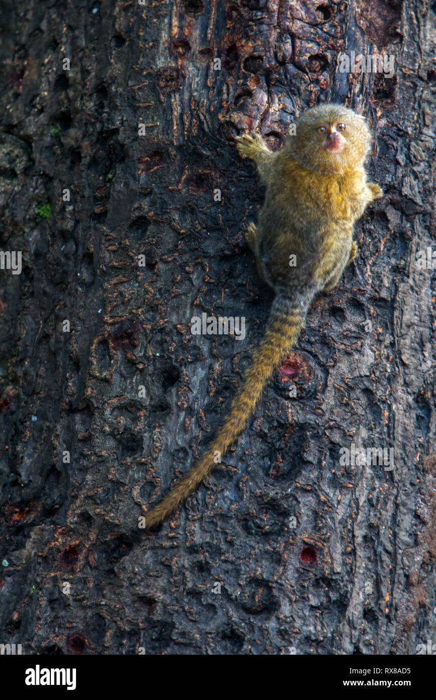 A pygmy marmoset, the smallest true monkey in the world, climbs on a ...