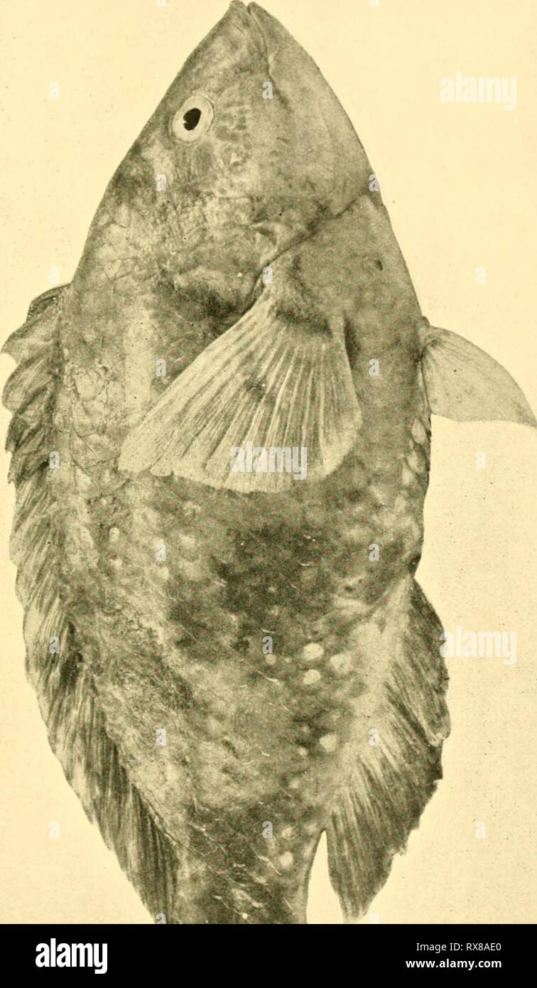 The edible fishes of New The edible fishes of New South Wales: their ...