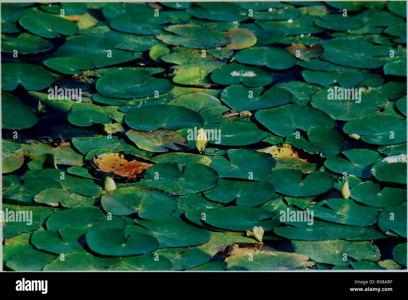 e er duo si zhi Stock Photo - Alamy