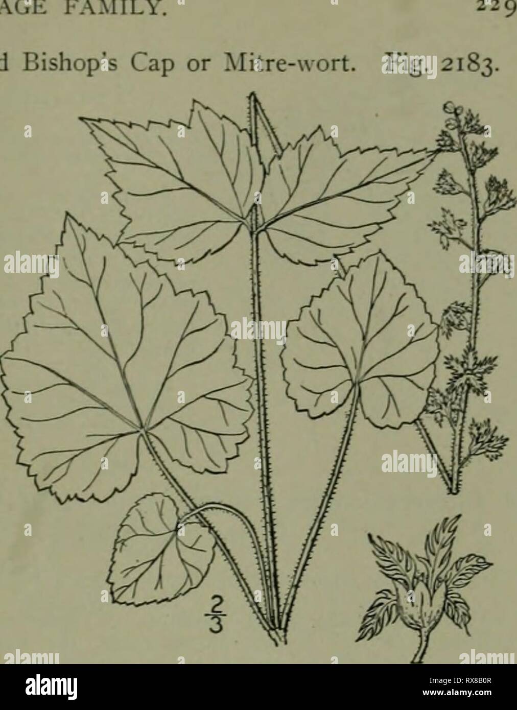 Acute leaved hi-res stock photography and images - Alamy