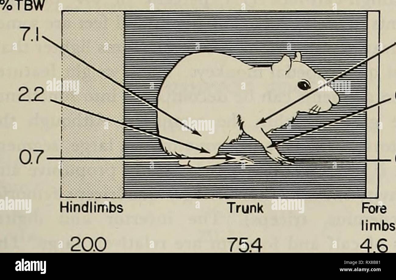 The Ecology of arboreal folivores Stock Photo - Alamy