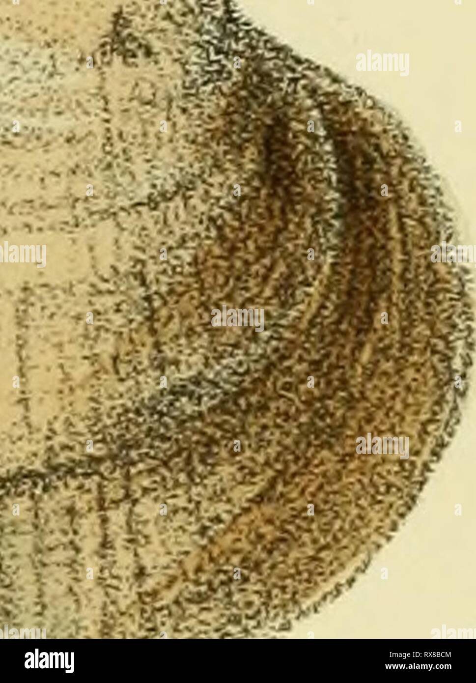 The edible mollusks of Great The edible mollusks of Great Britain and ...