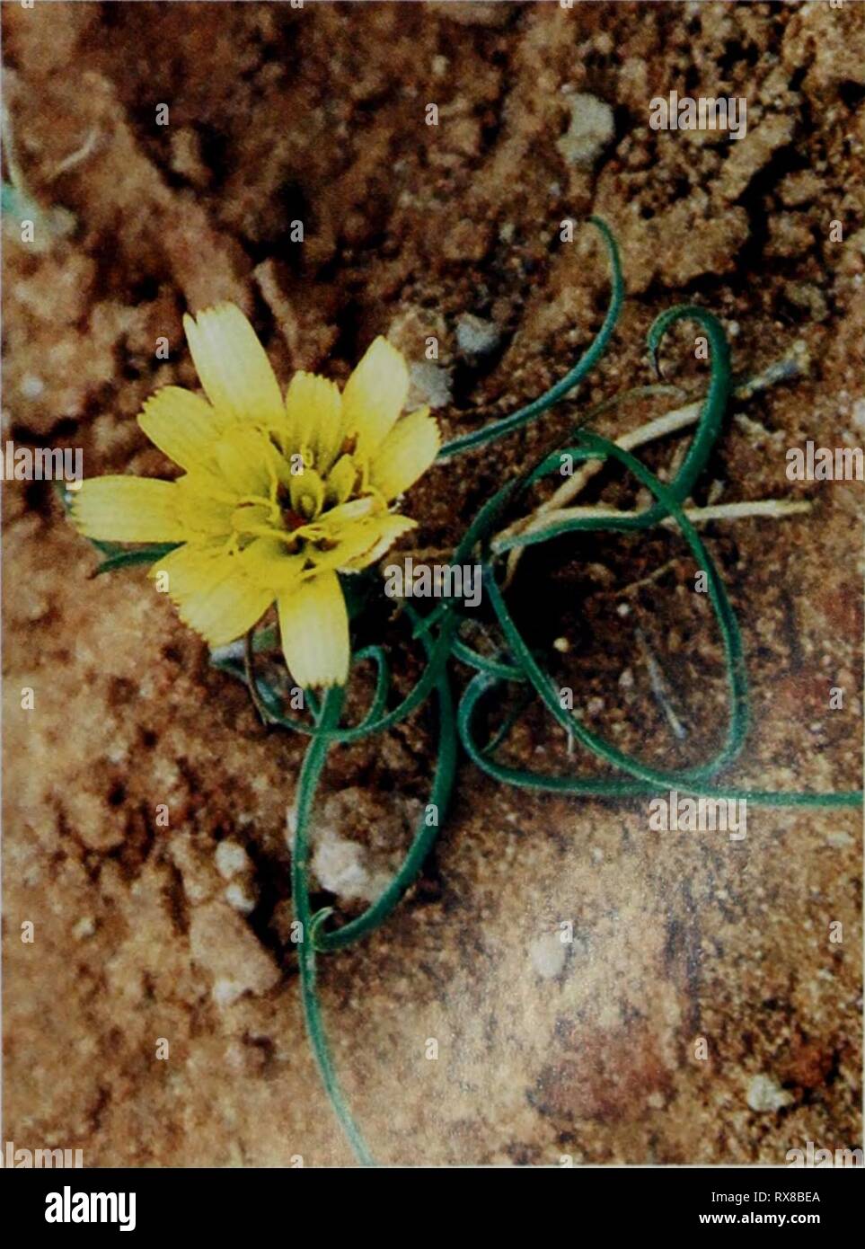 e er duo si zhi Stock Photo - Alamy