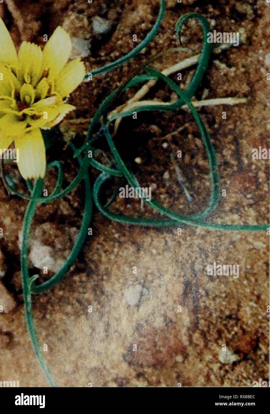 e er duo si zhi Stock Photo - Alamy