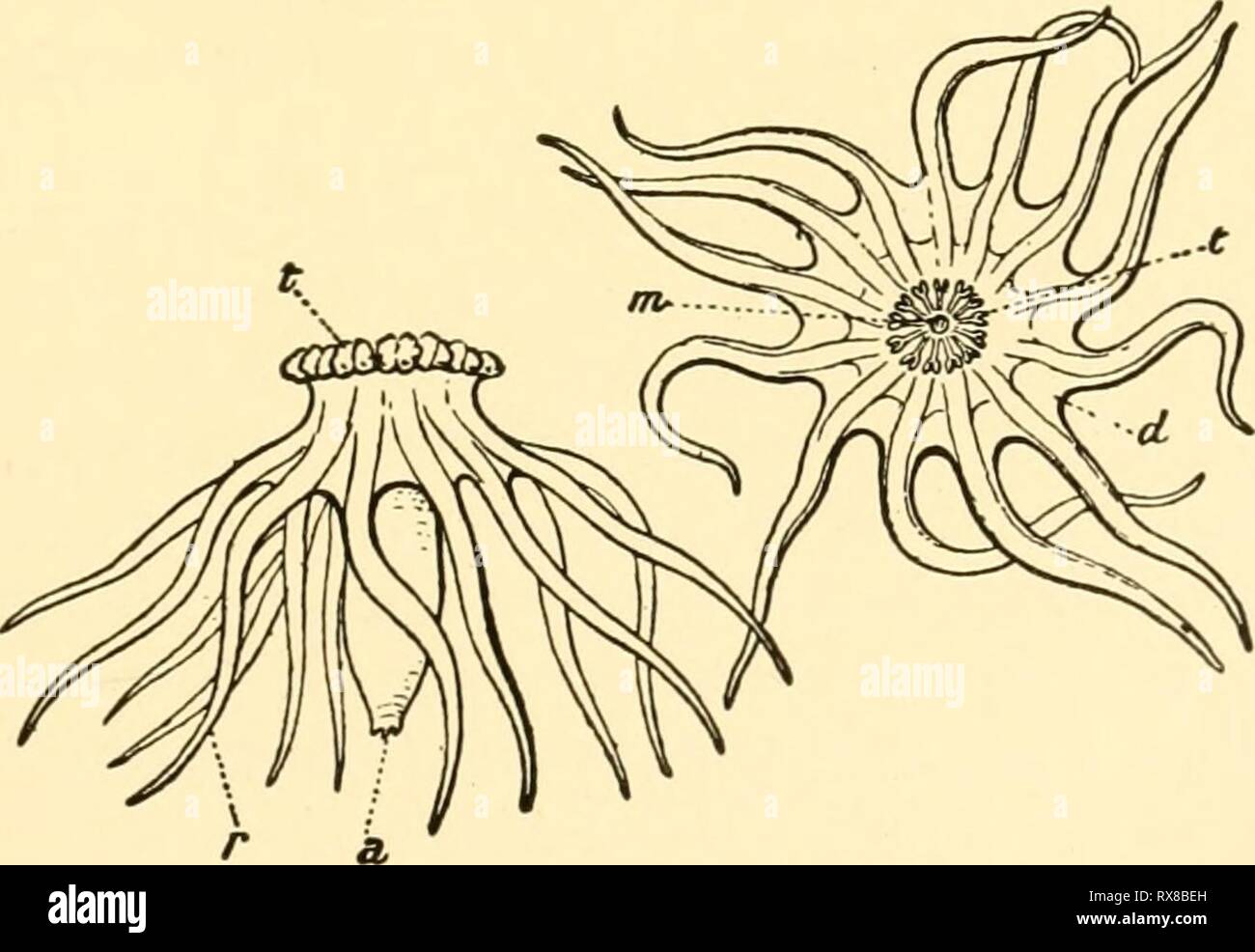 Ecological animal geography; an authorized Stock Photo - Alamy