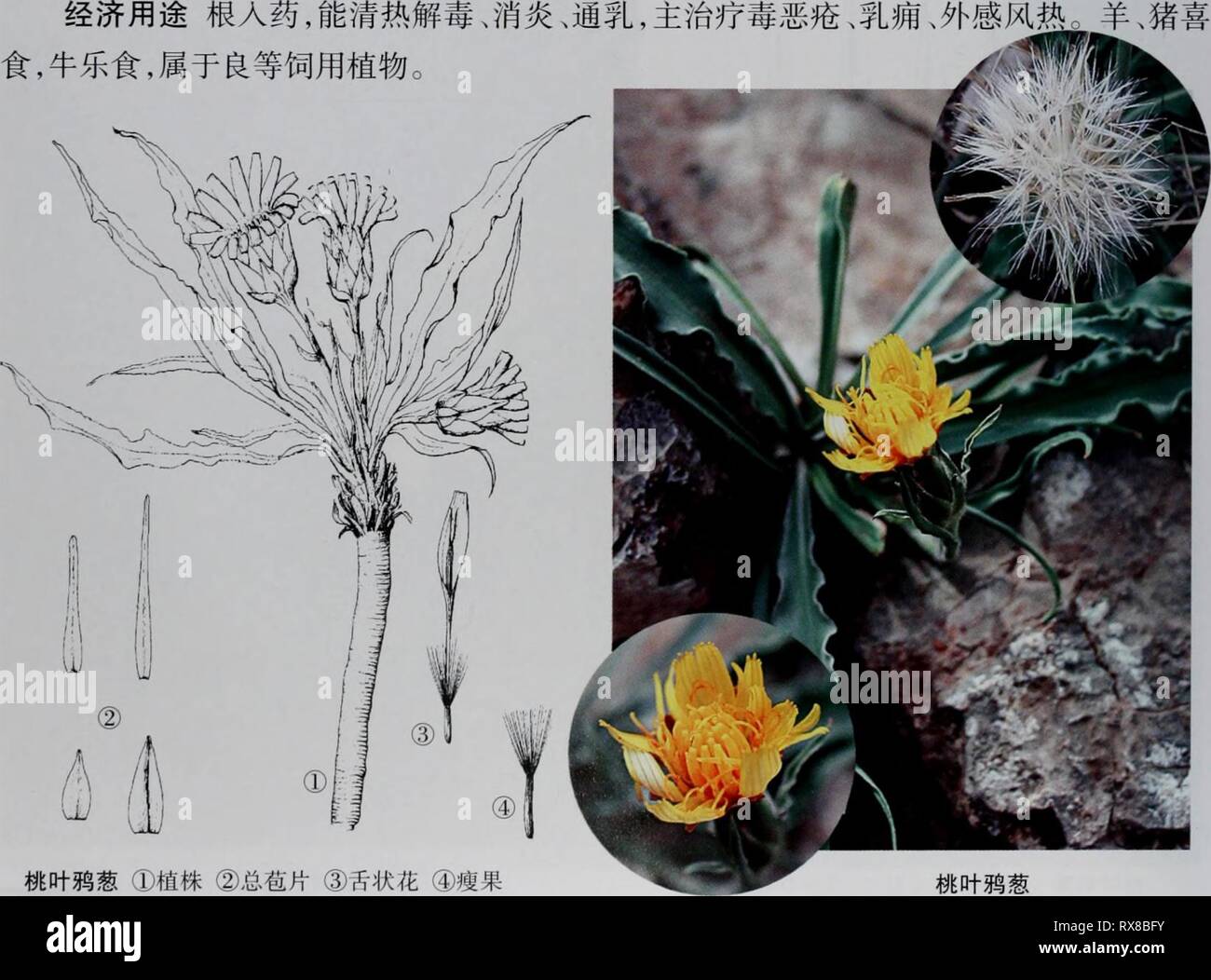 e er duo si zhi Stock Photo - Alamy